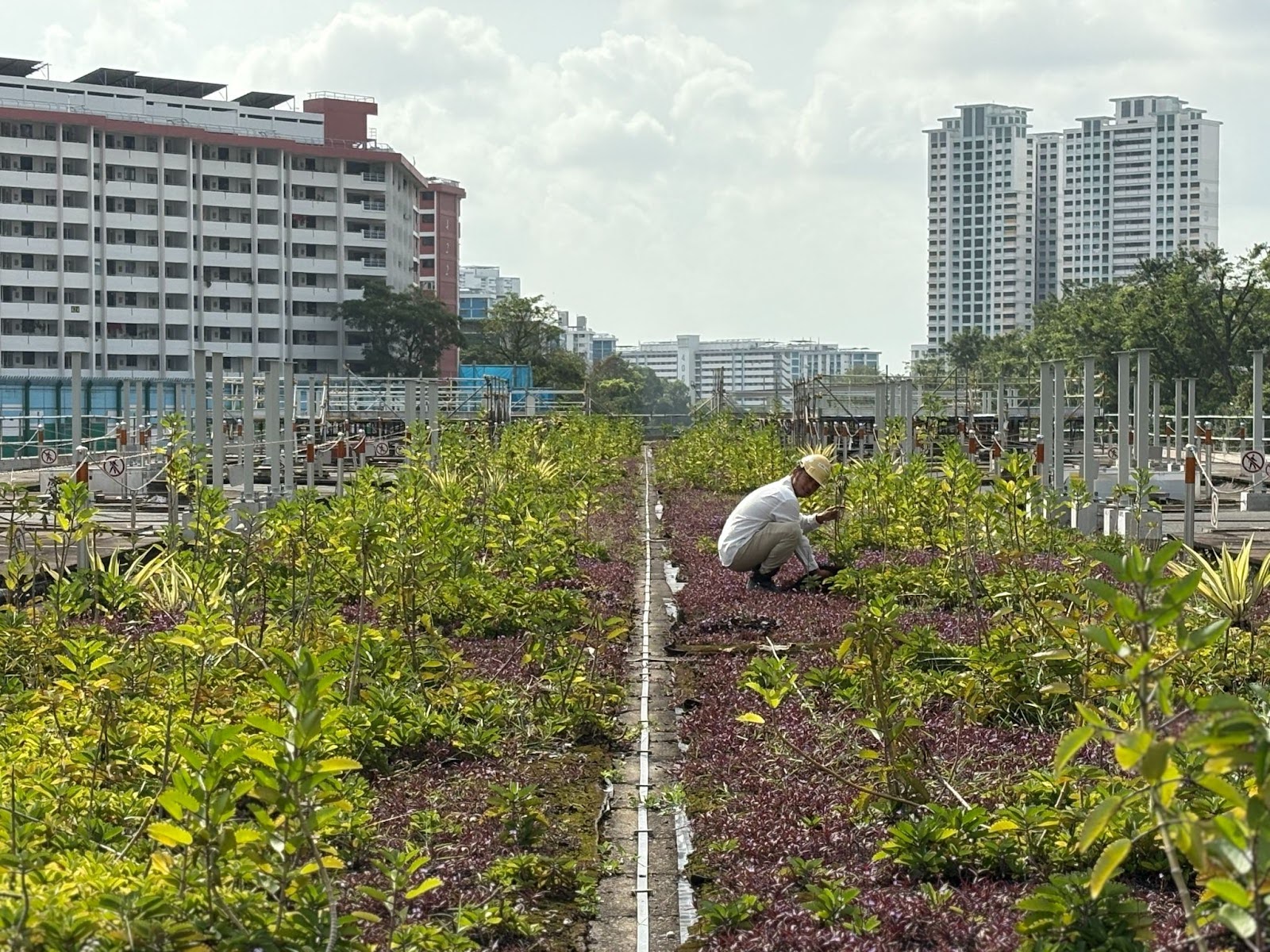 Retrofitting Green Roofs on Legacy Infrastructure: GaiaMat™ at Ang Mo ...